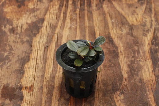 世界の生体・水草 市ヶ谷フィッシュセンター